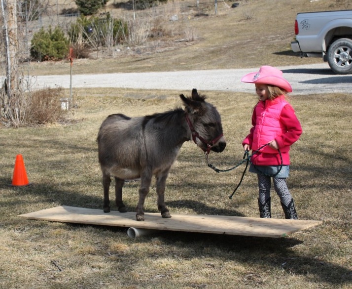Uses For Miniature Donkeys - Sunny G Acres