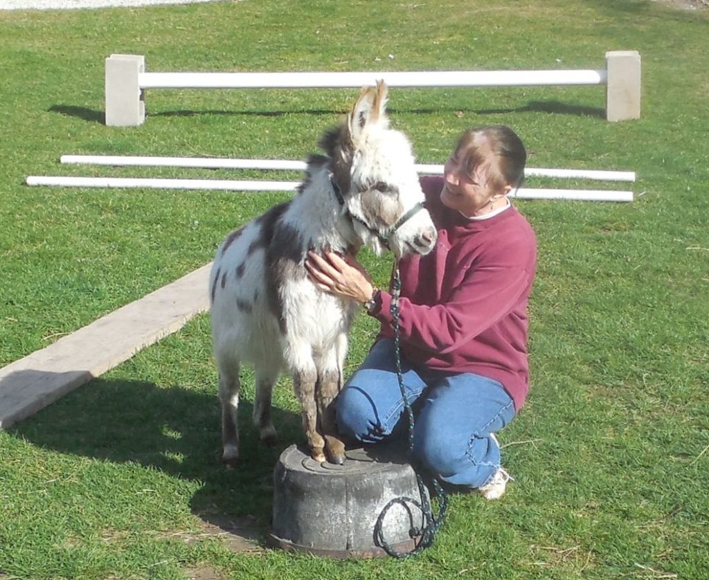 Uses For Miniature Donkeys - Sunny G Acres