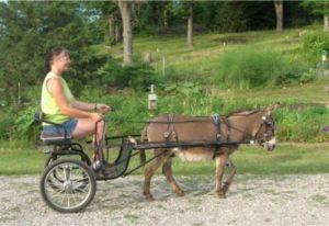 Uses For Miniature Donkeys - Sunny G Acres