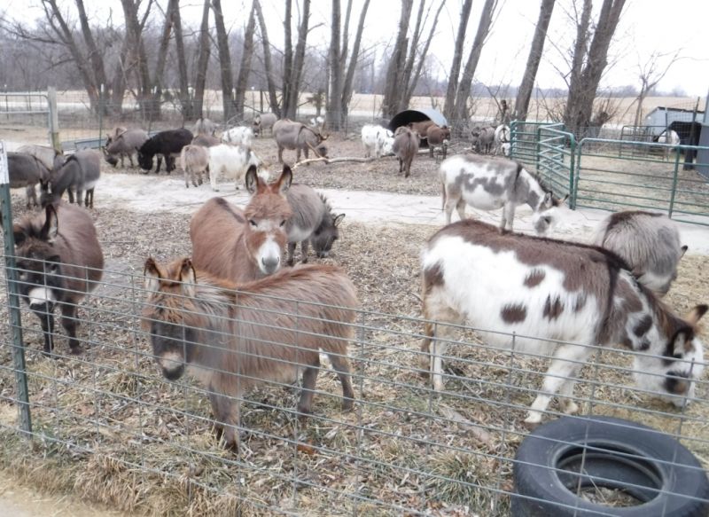 Mini Donkeys for Sale in Iowa - Miniature Donkey Breeder | Sunny G Acres