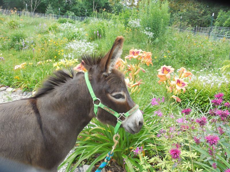 Sunny G Acres: Miniature Donkeys and Micro-Mini Donkeys