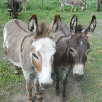 Mini Donkeys for Sale in Iowa - Miniature Donkey Breeder | Sunny G Acres
