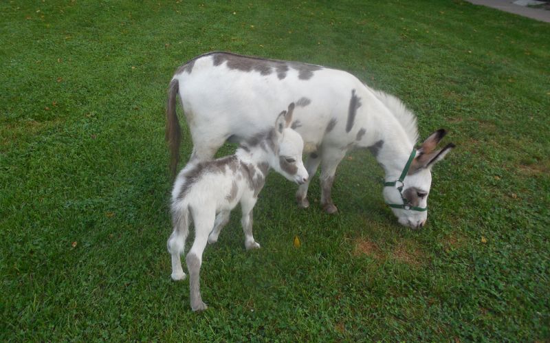 Sunny G Acres: Miniature Donkeys and Micro-Mini Donkeys