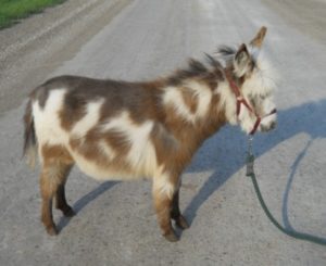 Mini Donkeys for Sale in Iowa - Miniature Donkey Breeder | Sunny G Acres
