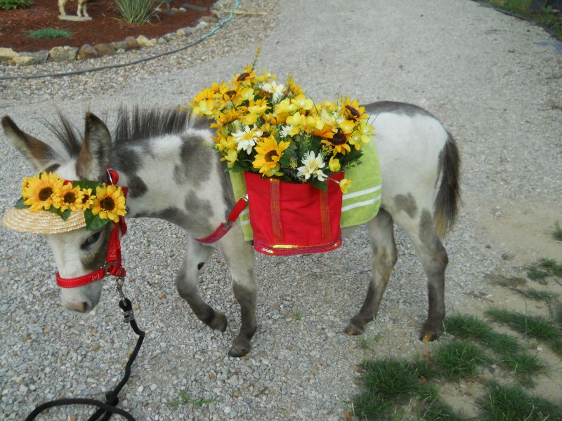 Sunny G Acres: Miniature Donkeys and Micro-Mini Donkeys
