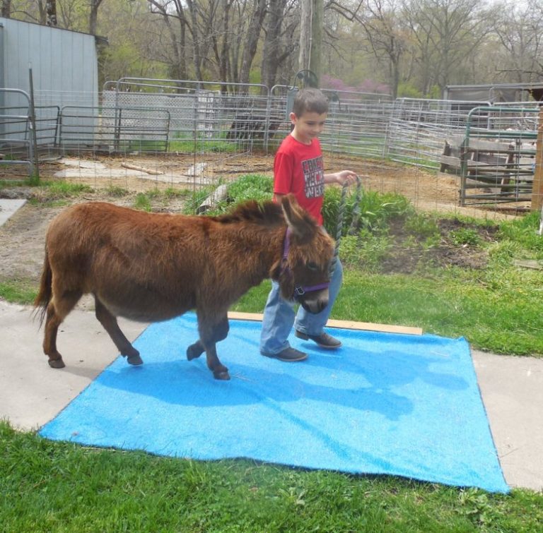 Uses For Miniature Donkeys - Sunny G Acres
