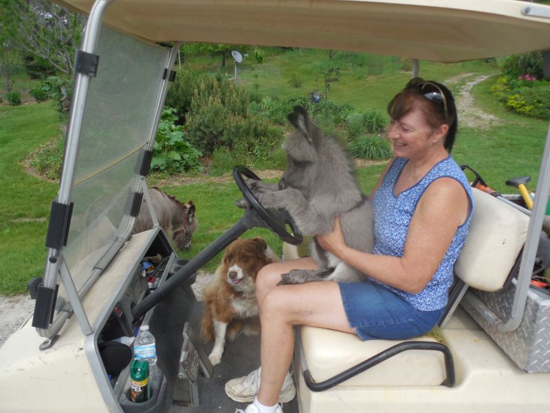 Sunny G Acres: Miniature Donkeys and Micro-Mini Donkeys