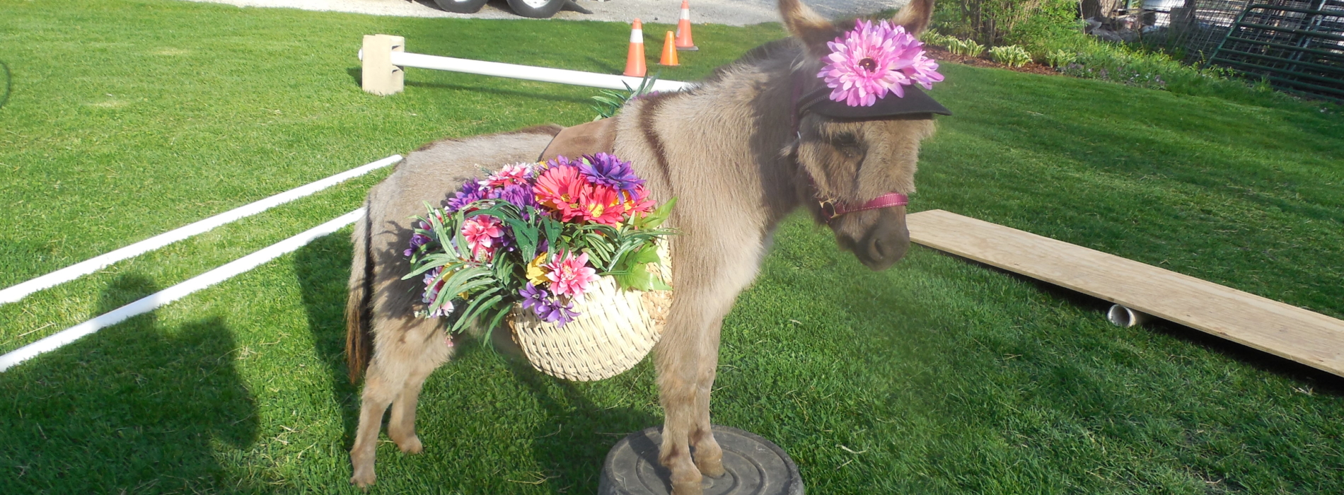 Sunny G Acres: Miniature Donkeys and Micro-Mini Donkeys