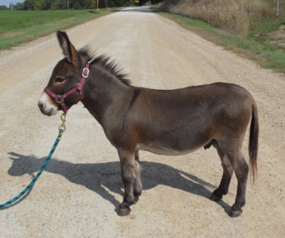 Uses For Miniature Donkeys - Sunny G Acres
