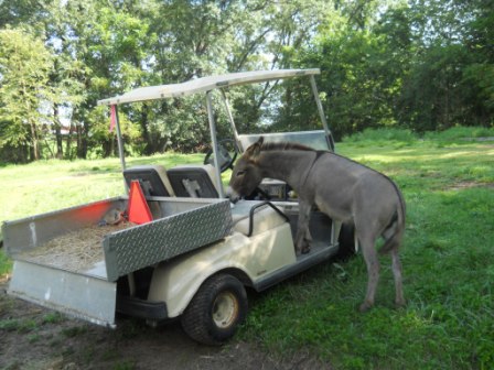 Mini Donkeys for Sale in Iowa - Miniature Donkey Breeder | Sunny G Acres