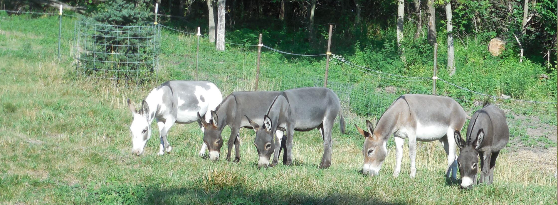 Sunny G Acres: Miniature Donkeys and Micro-Mini Donkeys