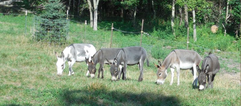 Sunny G Acres: Miniature Donkeys and Micro-Mini Donkeys